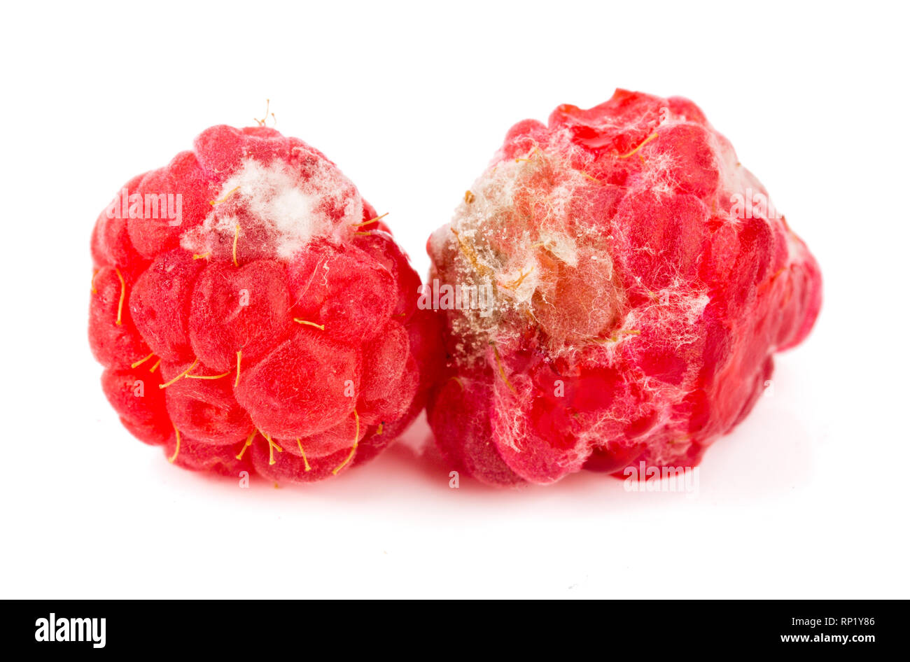 Raspberry spoiled isolated on white background macro Stock Photo - Alamy
