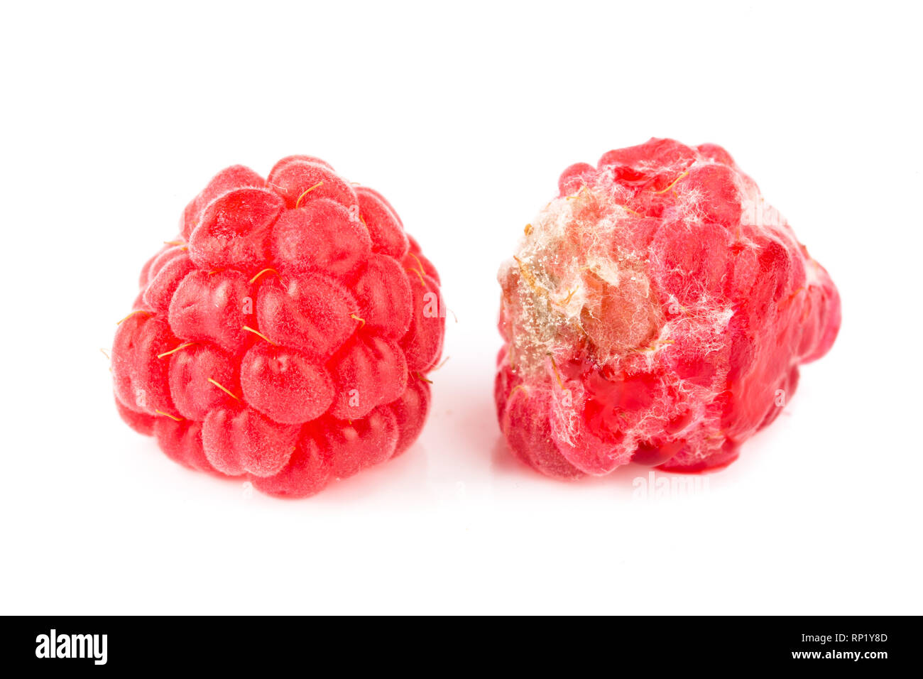 Raspberry spoiled isolated on white background macro Stock Photo - Alamy