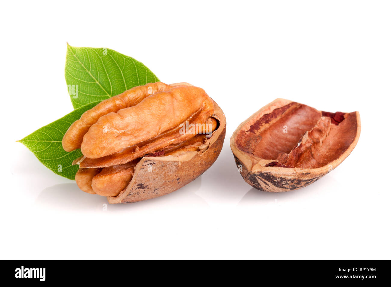 one pecan with leaves isolated on white background Stock Photo - Alamy