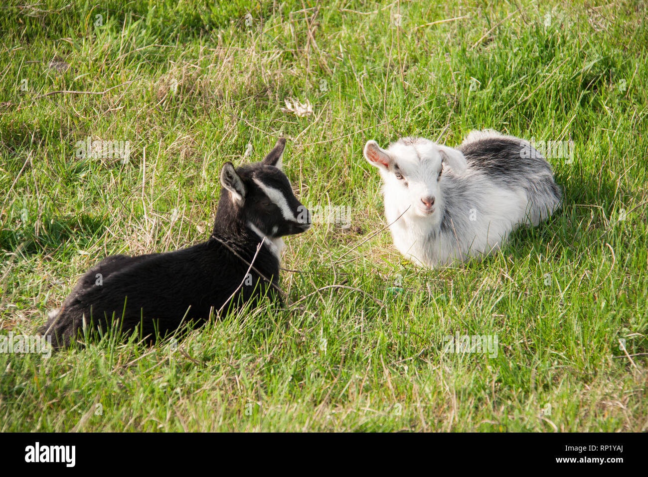 Two small goat lying on green grass Stock Photo - Alamy
