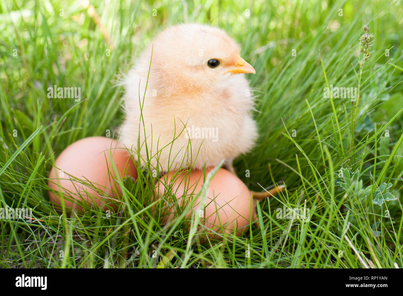 baby chicken with eggs in the green grass Stock Photo - Alamy