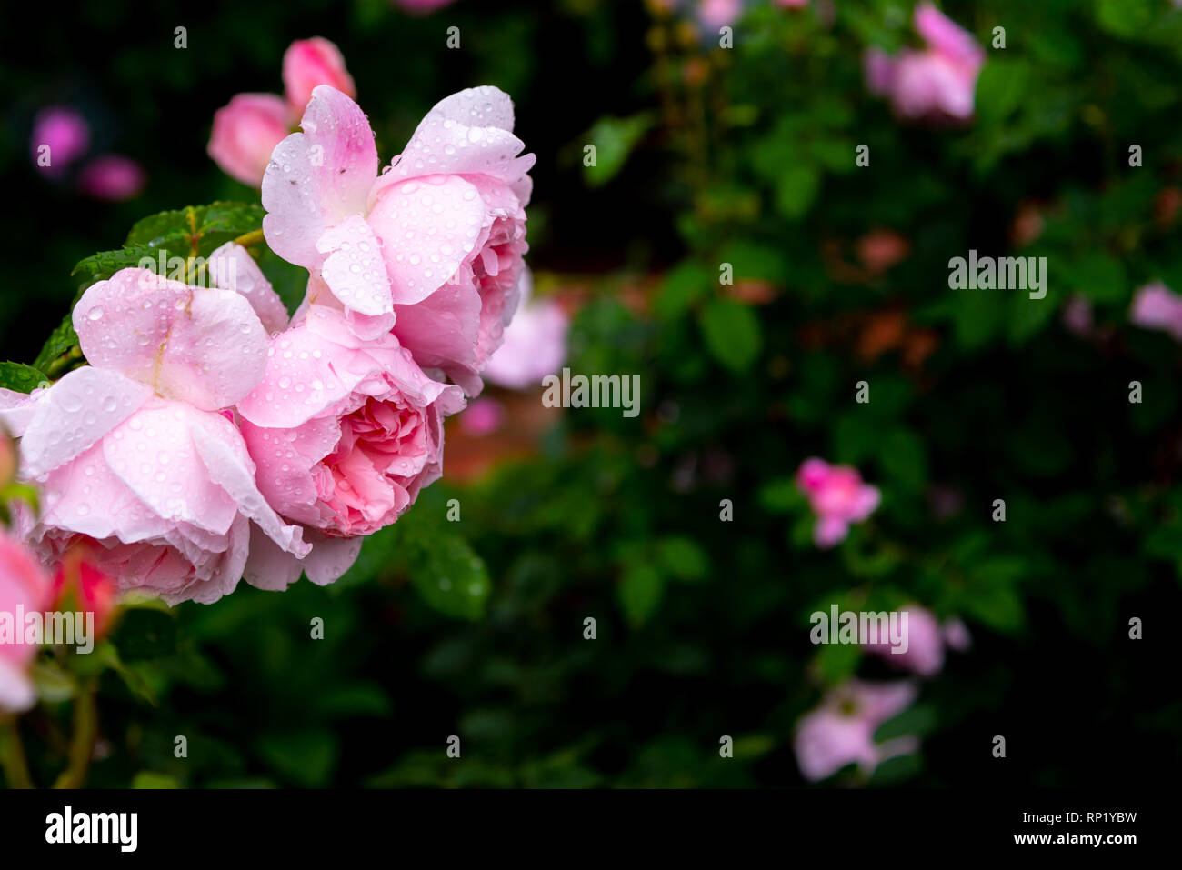 Raindrop on rose hi-res stock photography and images - Alamy