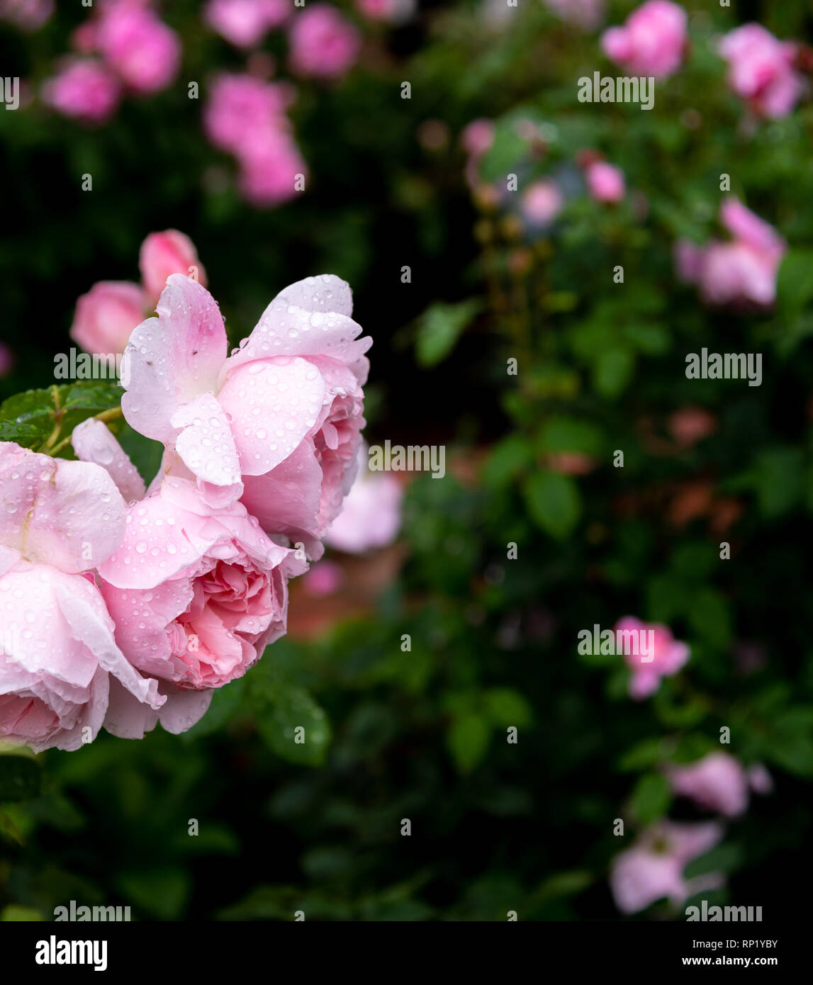 Raindrop on rose hi-res stock photography and images - Alamy