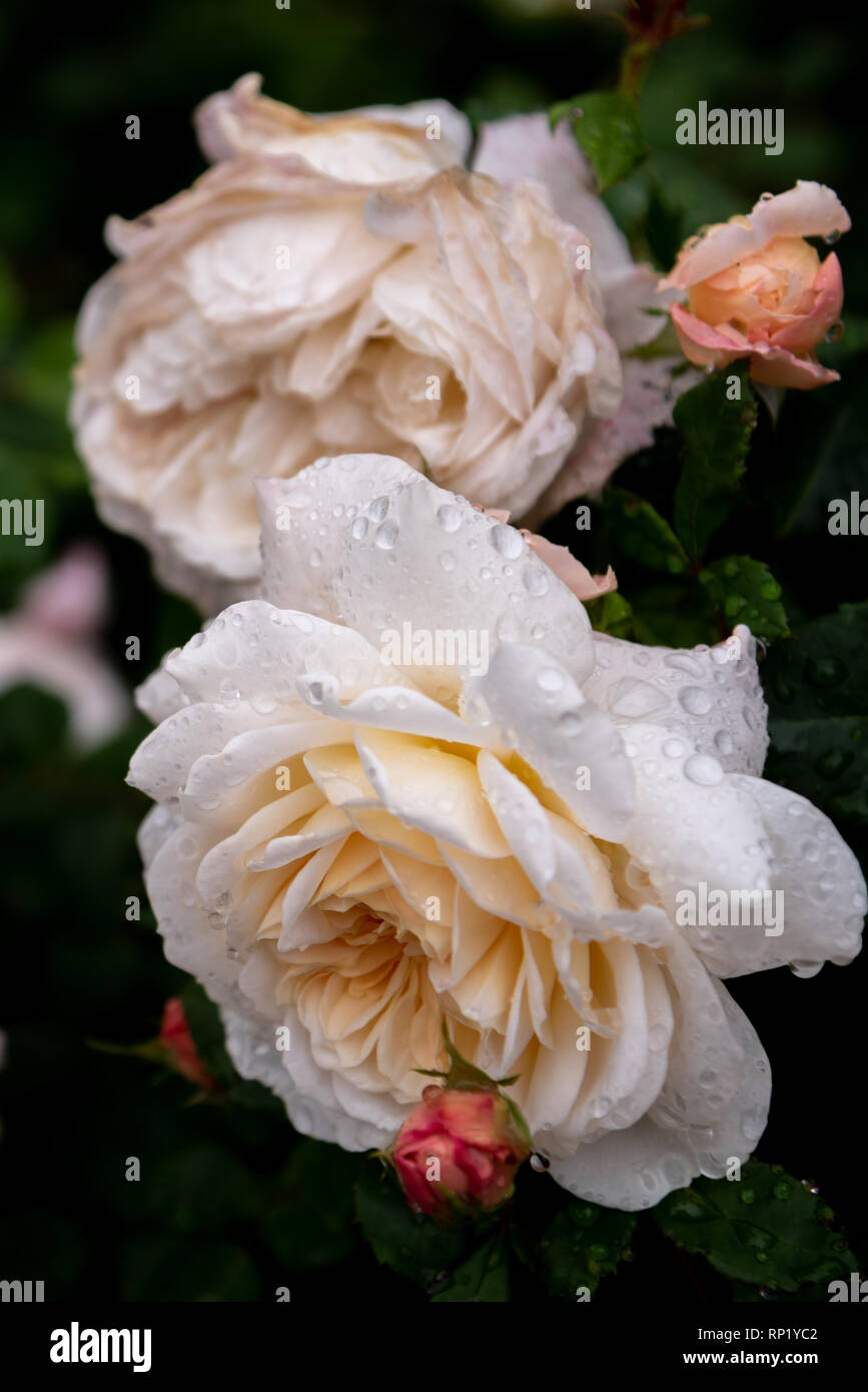Raindrop on rose hi-res stock photography and images - Alamy