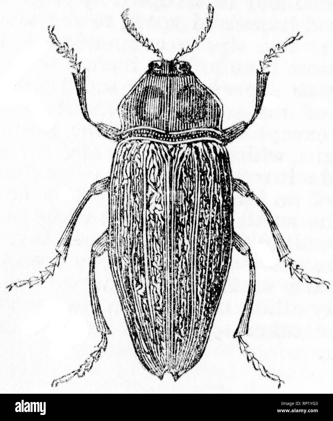 Wood cut engraved illustration, taken from 'The Treasury of Natural ...