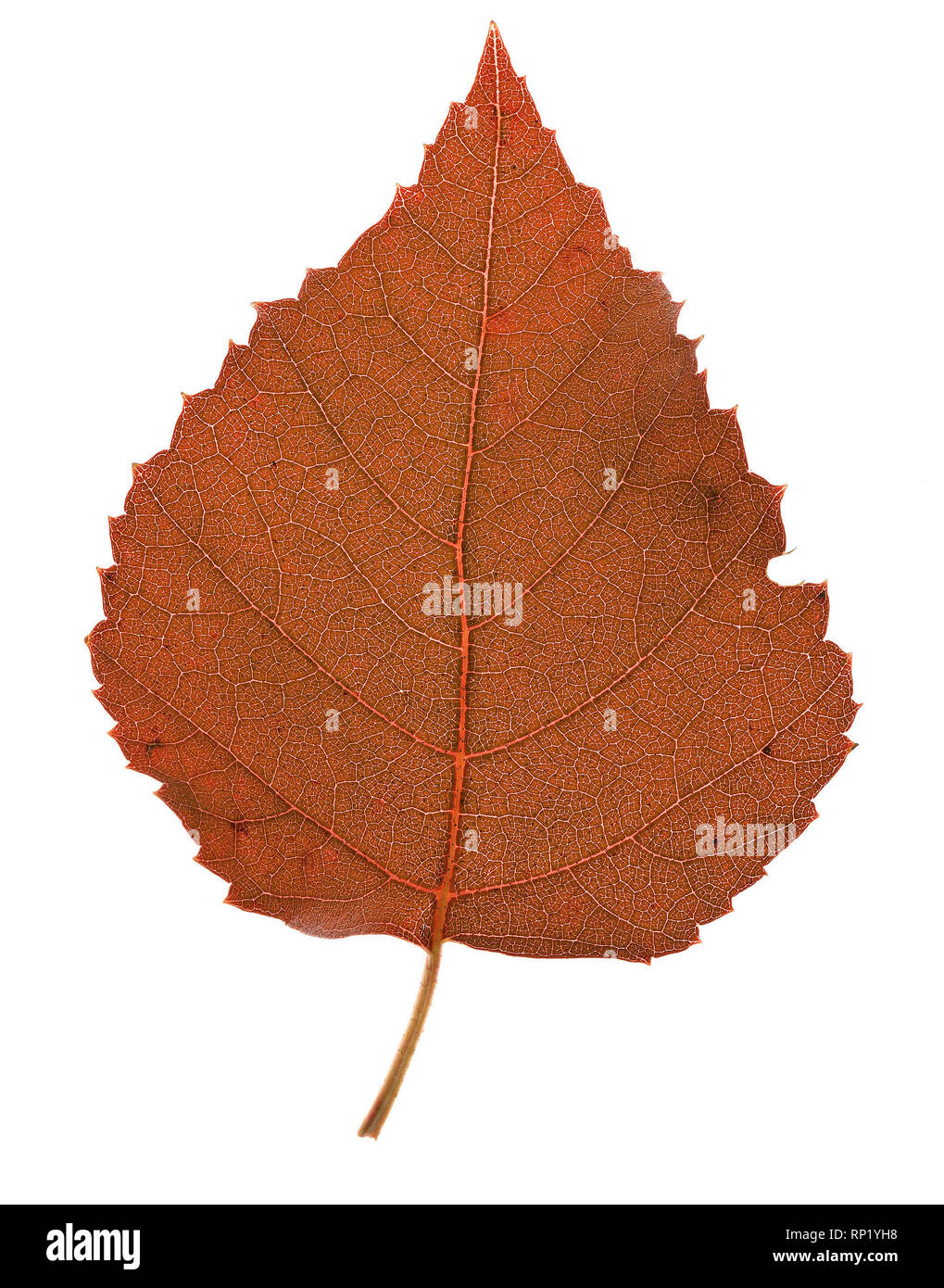 Aspen pictures hi-res stock photography and images - Alamy