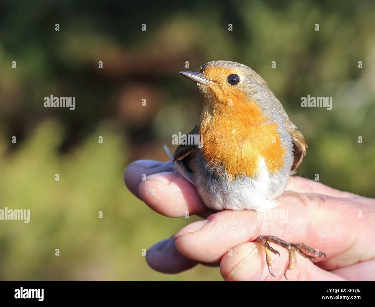 Robin on hand hi-res stock photography and images - Alamy