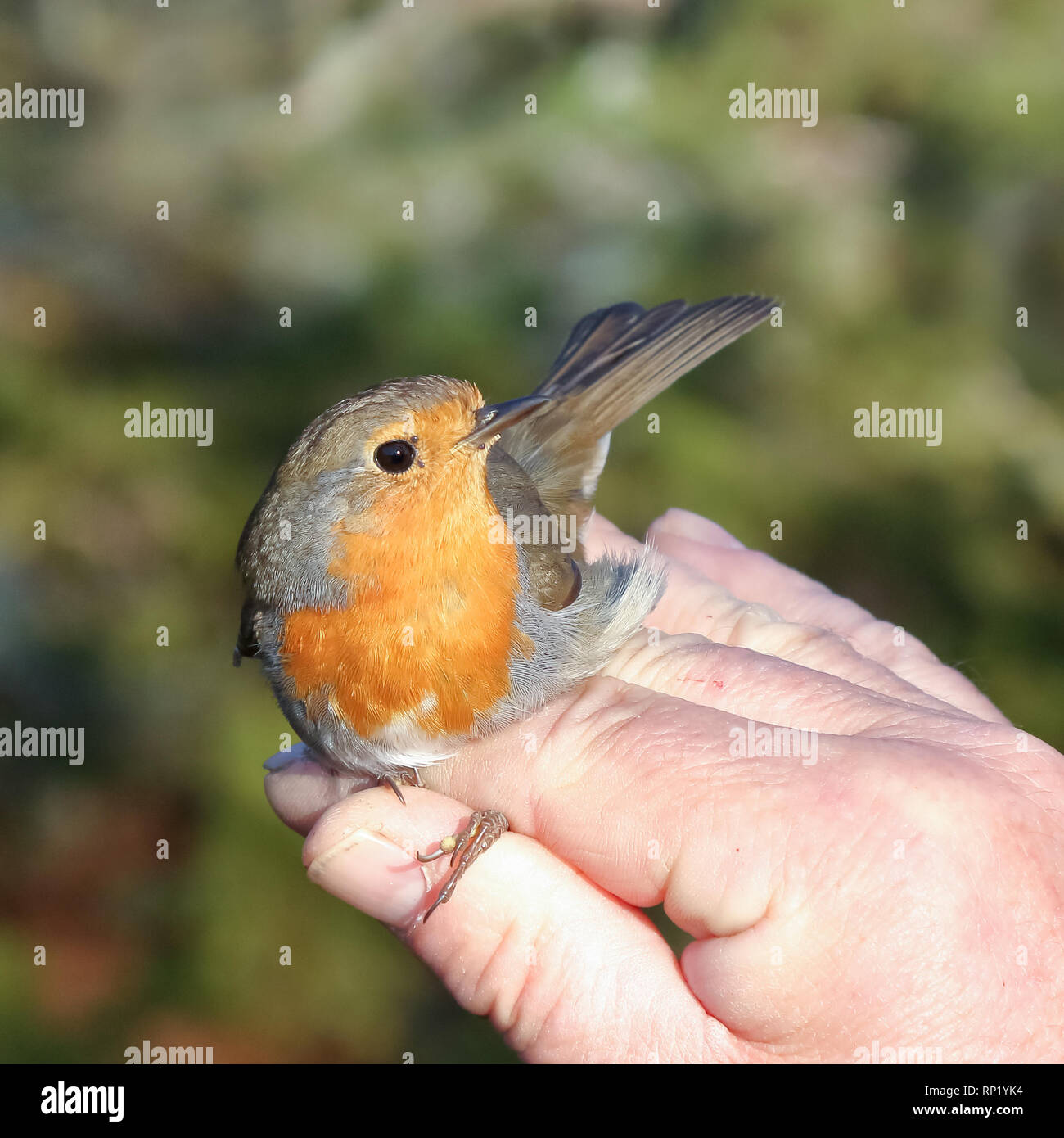 Robin on hand hi-res stock photography and images - Alamy
