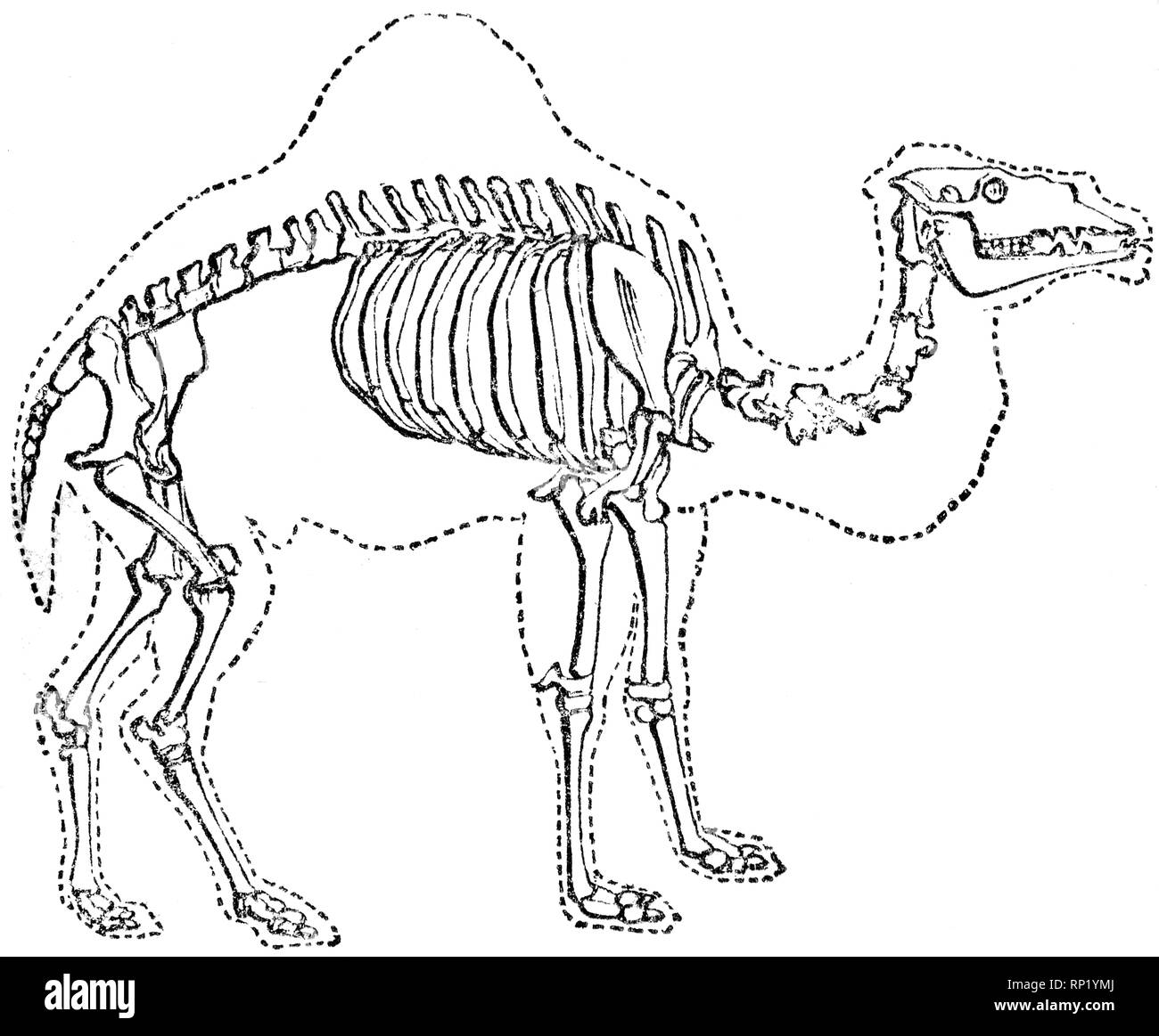 Skeleton of camel hi-res stock photography and images - Alamy
