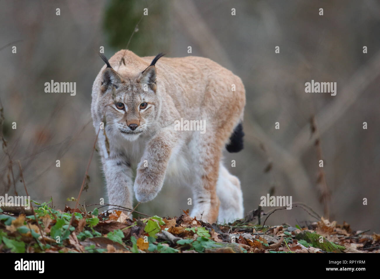 Female Eurasian Lynx (Lynx lynx), Estonia, Europe Stock Photo - Alamy