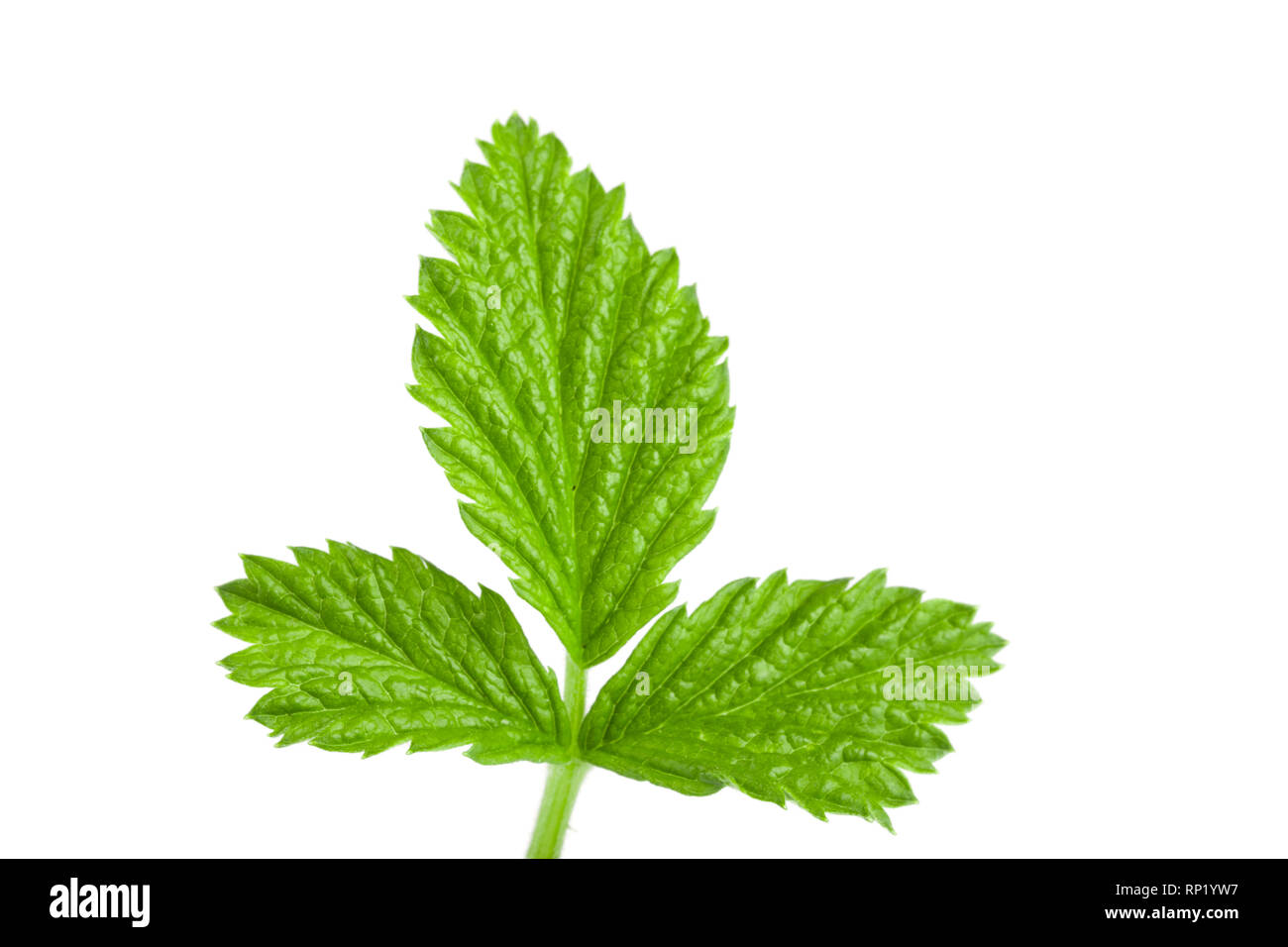 Fresh raspberry leaf isolated on white background Stock Photo - Alamy