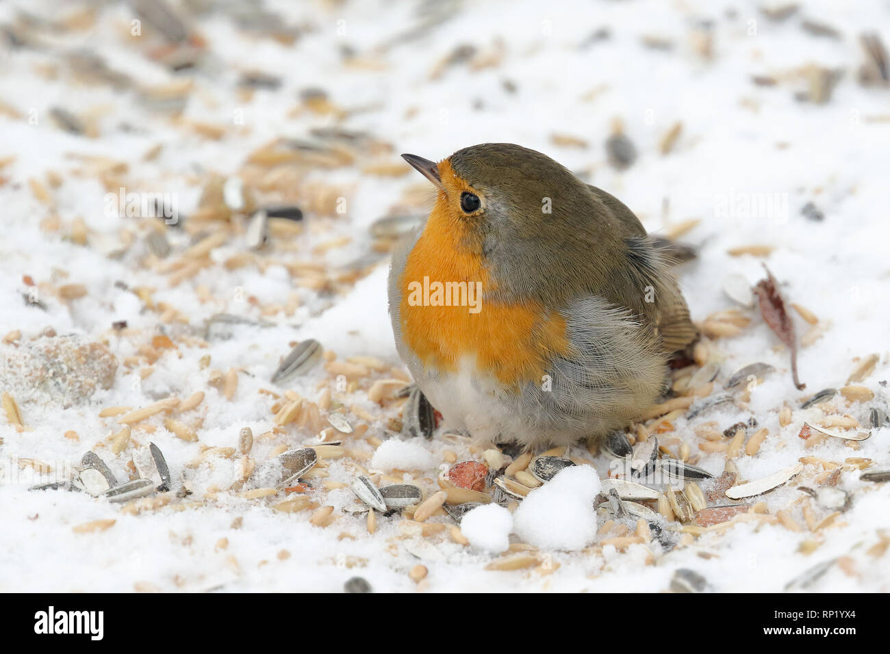 European robin in winter Stock Photo - Alamy