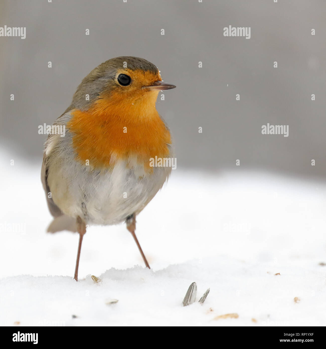 European robin in winter Stock Photo - Alamy