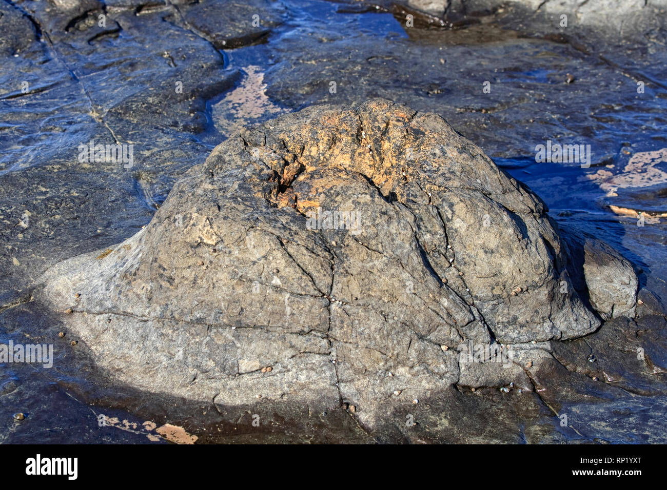 Petrified tree trunk hi-res stock photography and images - Alamy