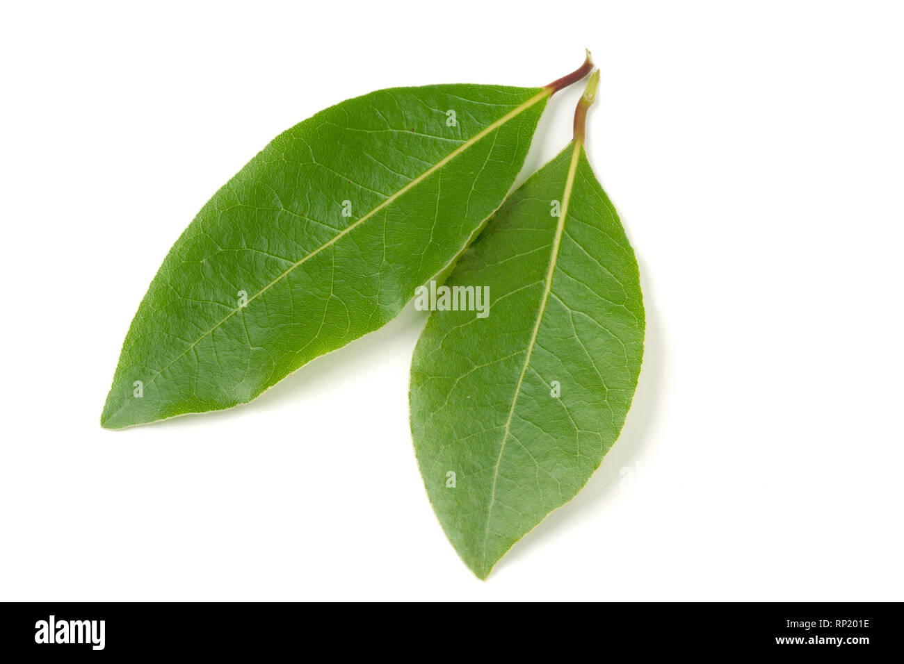 Fresh laurel leaf isolated on white background Stock Photo - Alamy