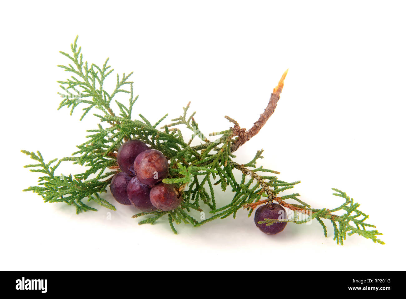 Green juniper branch with berries isolated on white background Stock ...