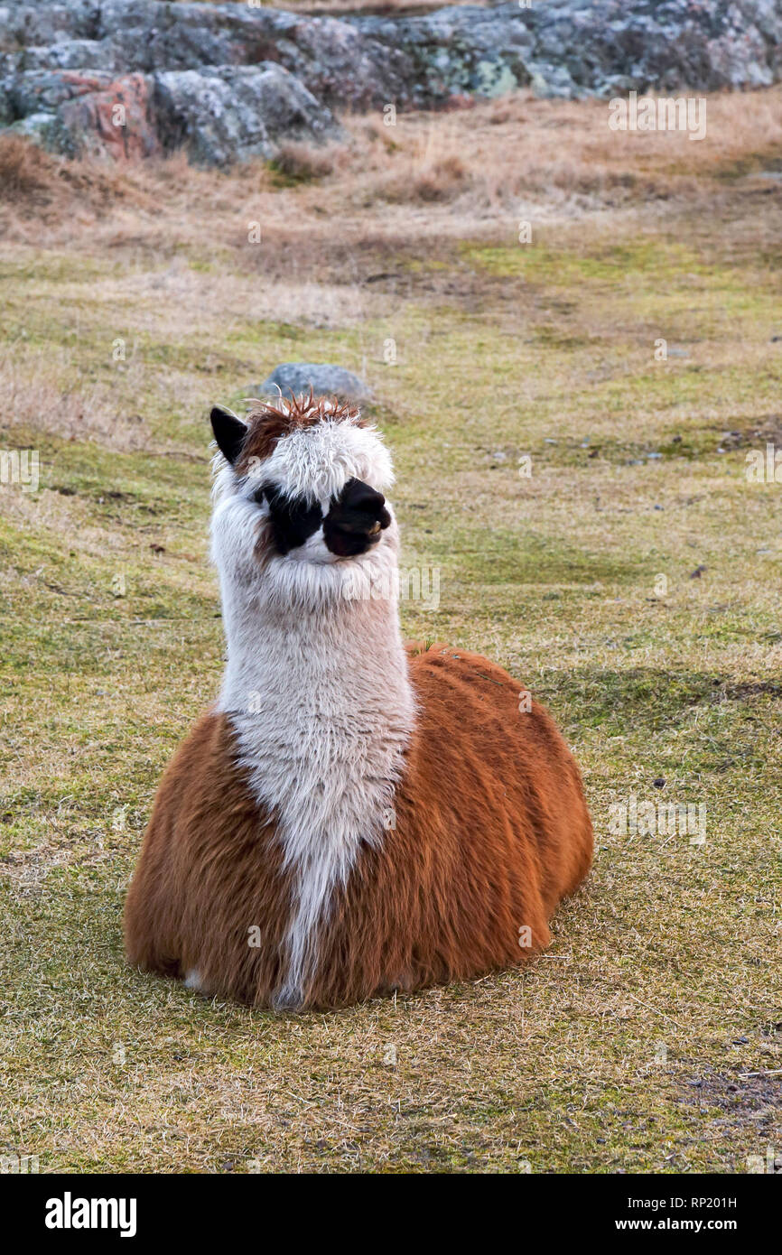 Alpaca at grass Stock Photo - Alamy
