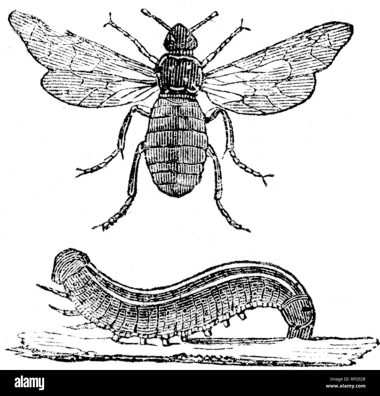 Cowboy cut hi-res stock photography and images - Alamy