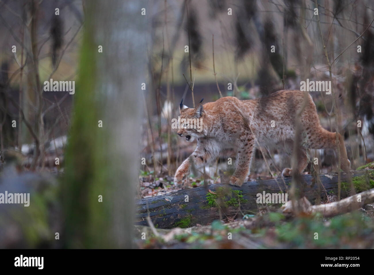 Female Eurasian Lynx (Lynx lynx), Estonia, Europe Stock Photo - Alamy