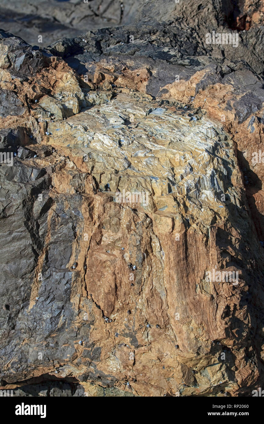 Petrified tree trunk hi-res stock photography and images - Alamy