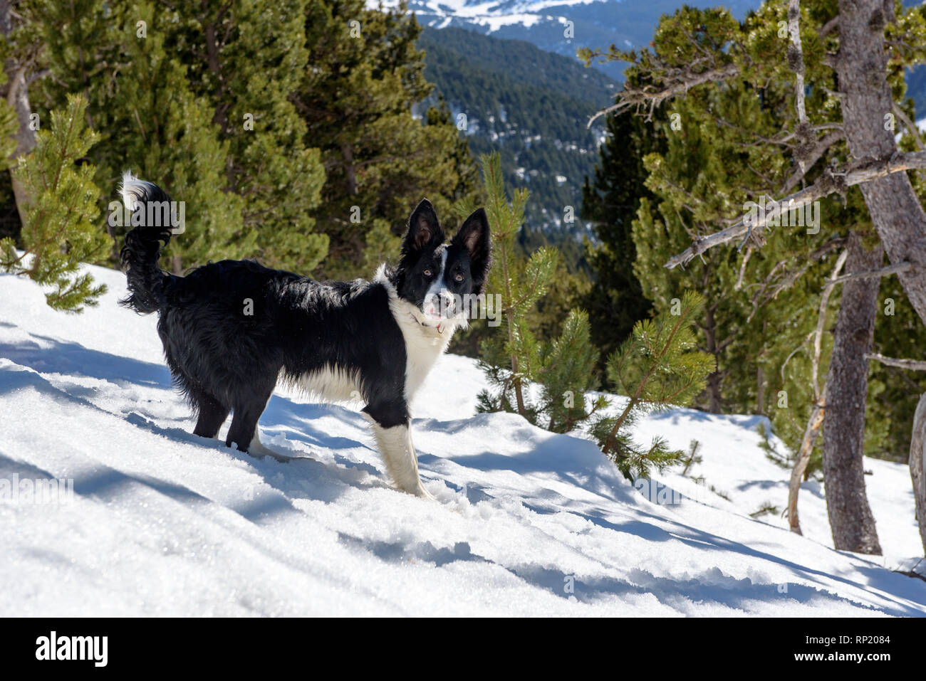 Ransol hi-res stock photography and images - Alamy