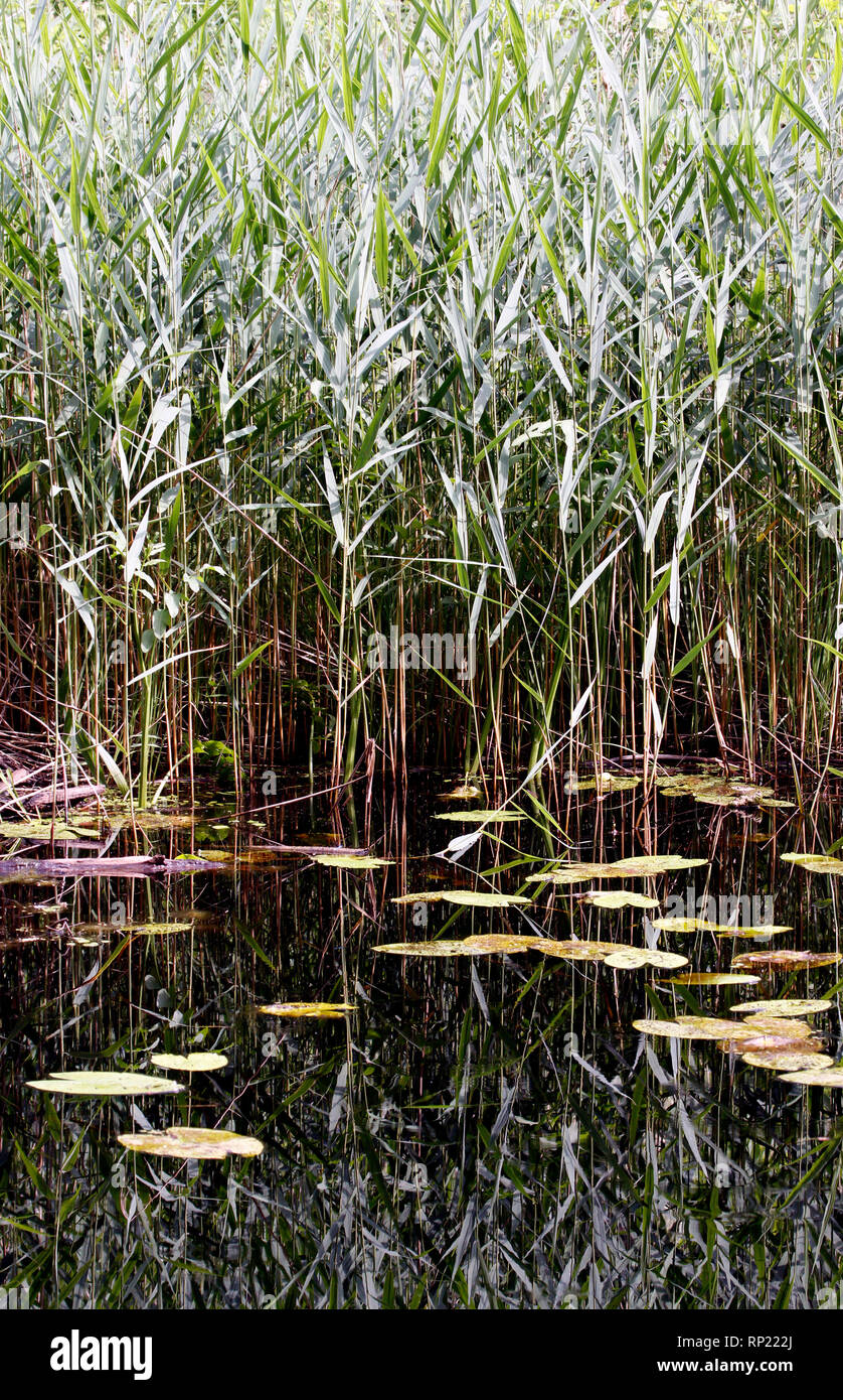 Beauty of ature hi-res stock photography and images - Alamy