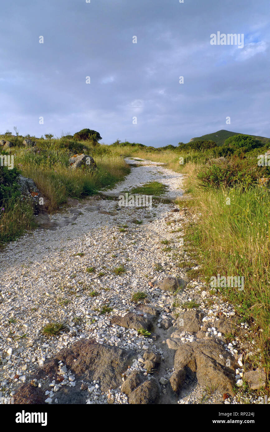 Mediterranean bush hi-res stock photography and images - Alamy