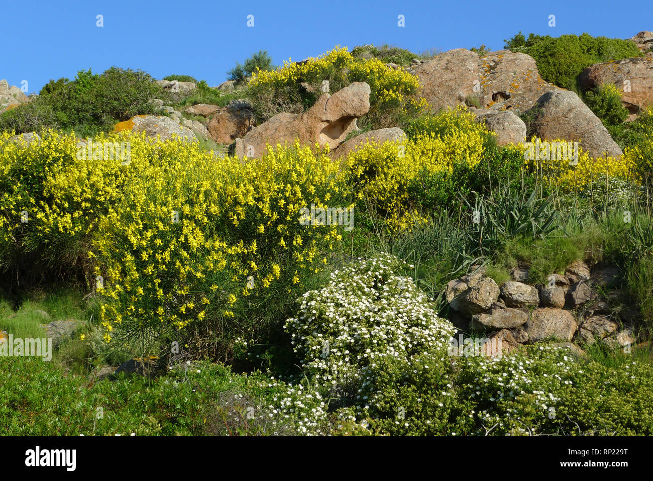 Blooming bush sand beach hi-res stock photography and images - Alamy