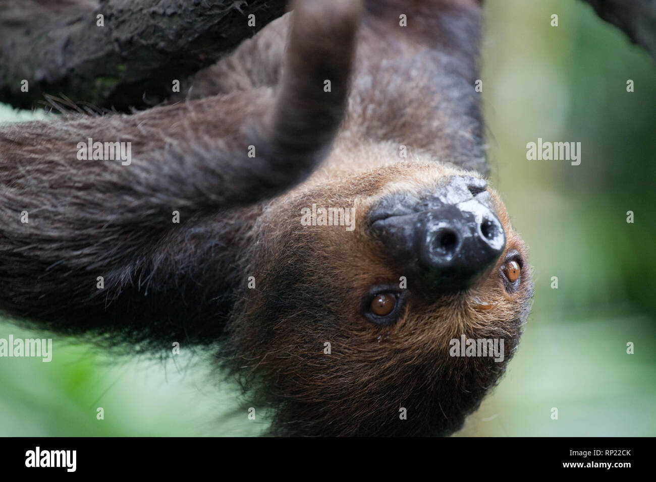 Closeup of a three toed sloth hi-res stock photography and images - Alamy