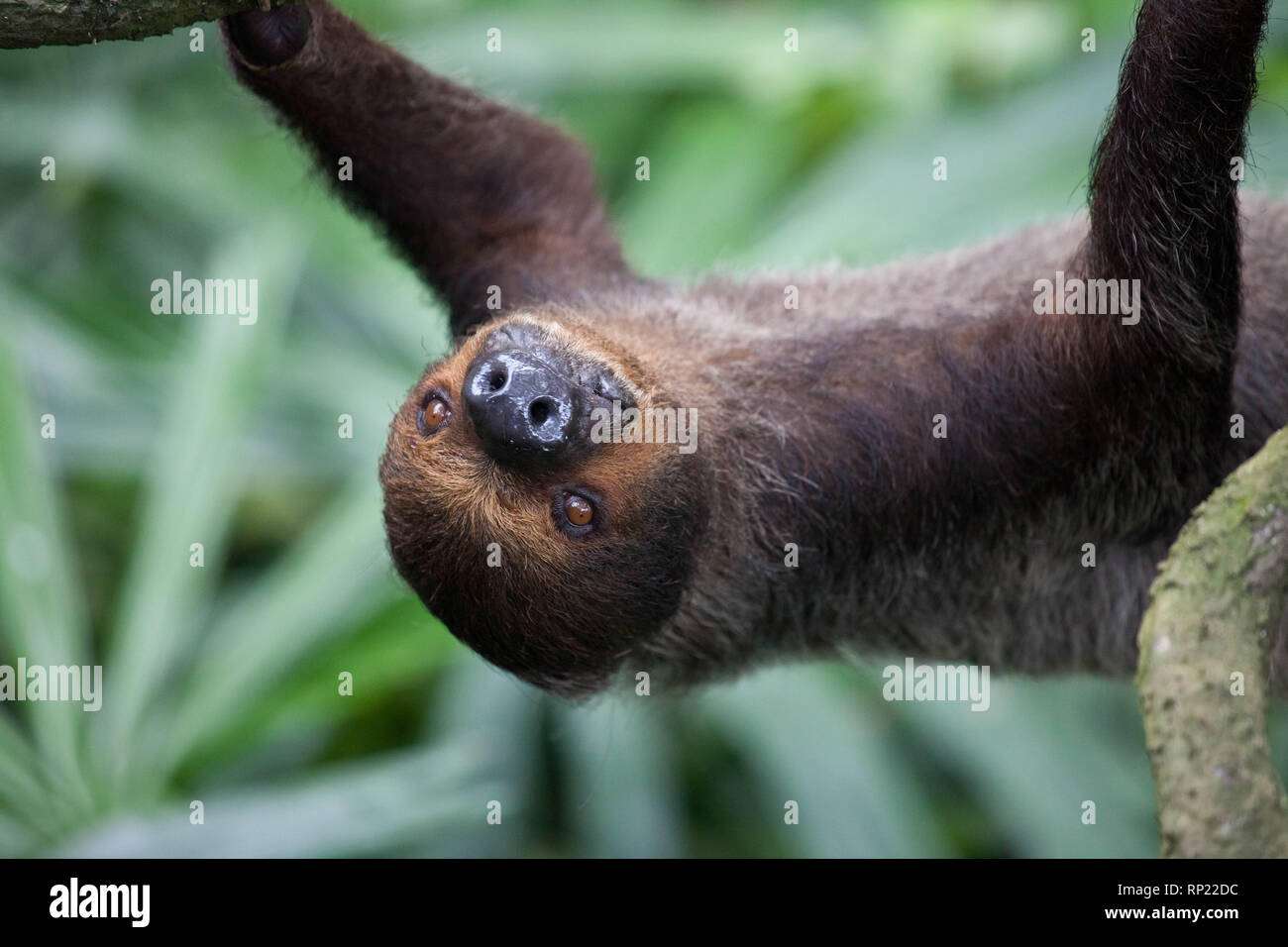 Closeup of a three toed sloth hi-res stock photography and images - Alamy