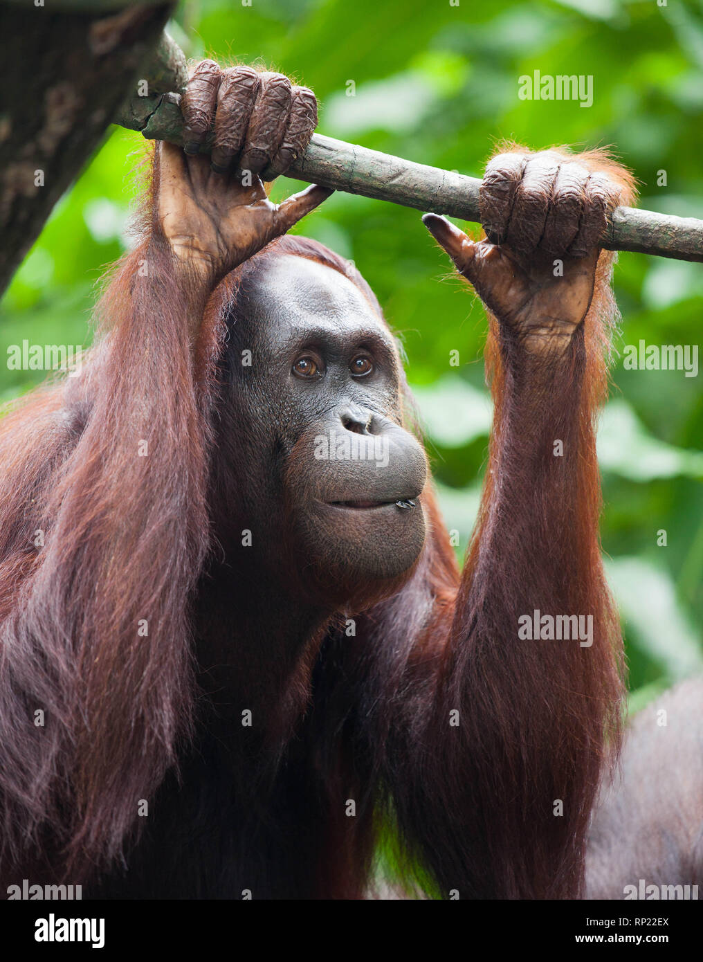 Thoughtful Orangutan portrait view. Orangutan portrait. Orangutan face ...