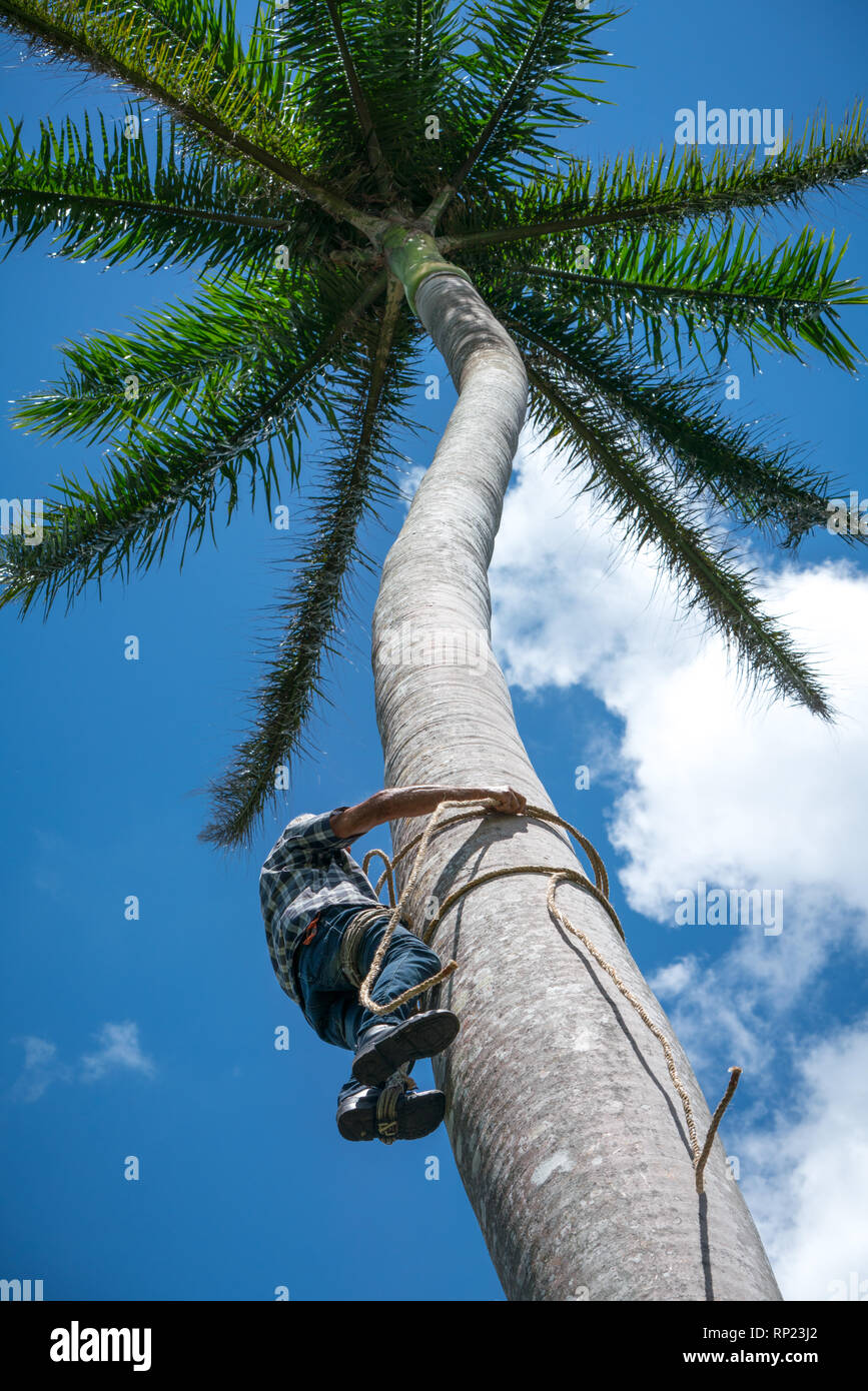 Adult male climbs tall coconut tree with rope to get coco nuts ...
