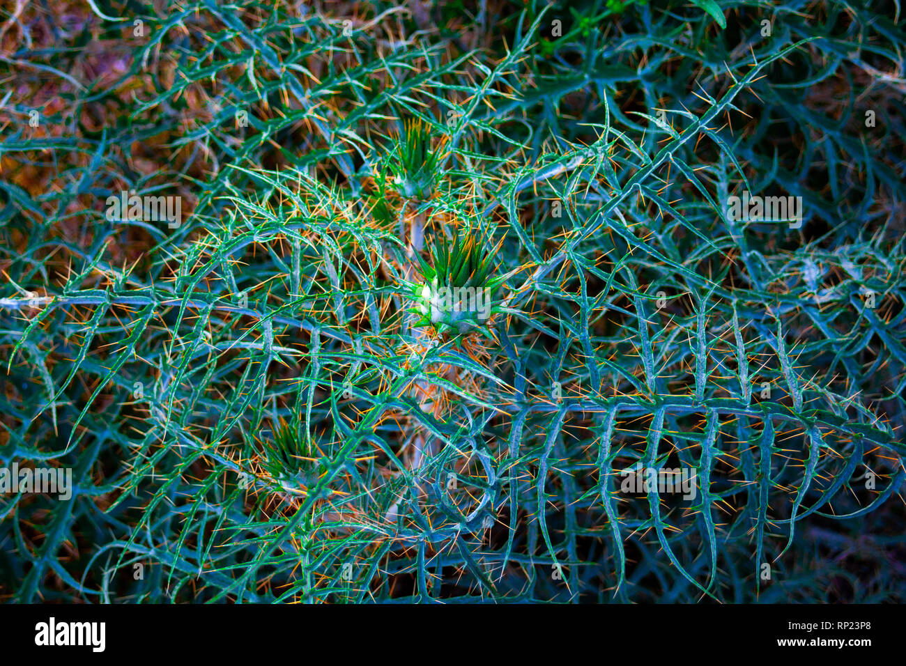 Sharp plant with stitches. Green plant with thorns on leaves Stock ...