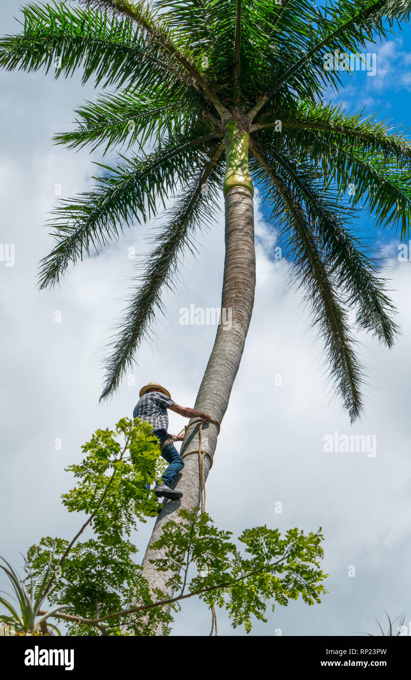 Adult male climbs tall coconut tree with rope to get coco nuts ...