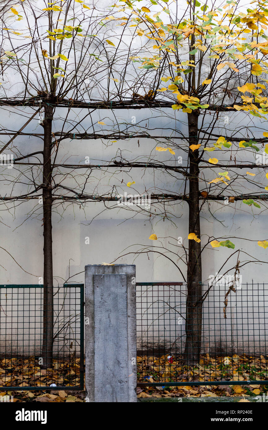 Nature concept with trees and leaves. Tall trees with interlaced ...