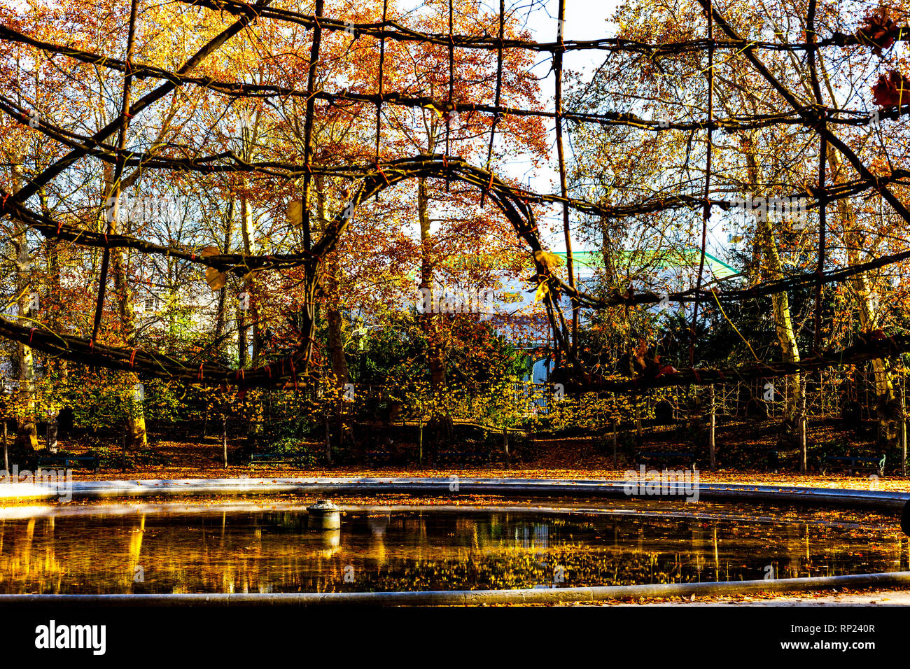 Nature concept with trees and leaves. Tall trees with interlaced ...