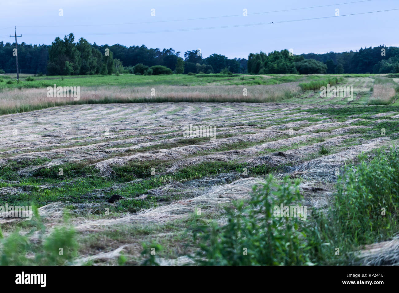 Field with straw at cloudy day. Agriculture concept image with straw on ...
