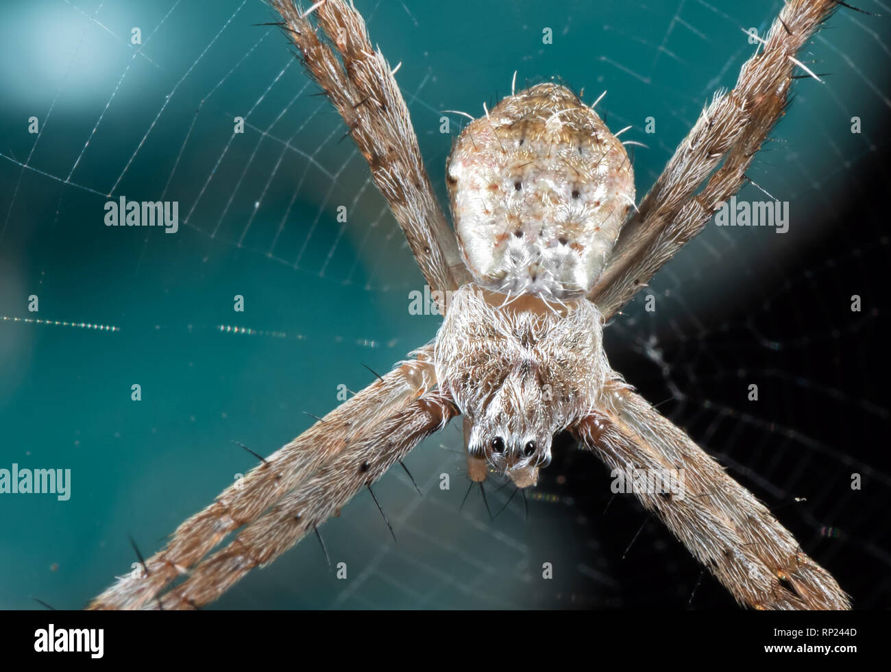 Macro Photography of St Andrew's Cross Spider on Web Isolated on ...