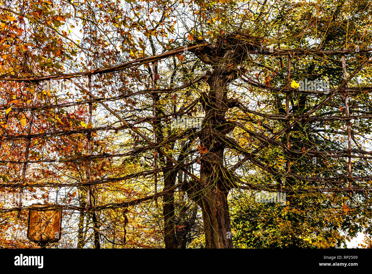Interlaced wood natural hi-res stock photography and images - Alamy