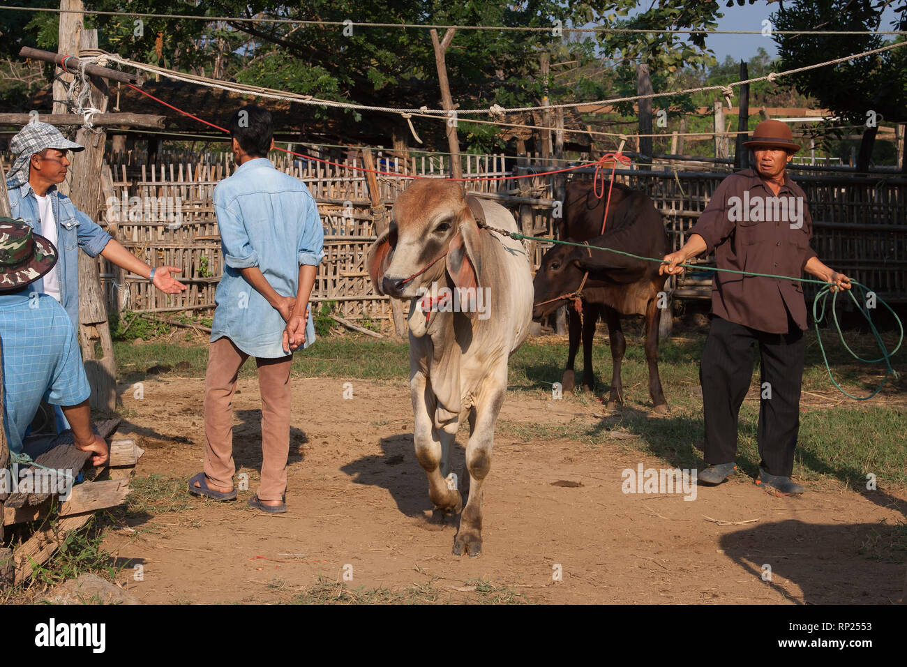 zebu, bos primigenius indicus or bos indicus or bos taurus indicus ...