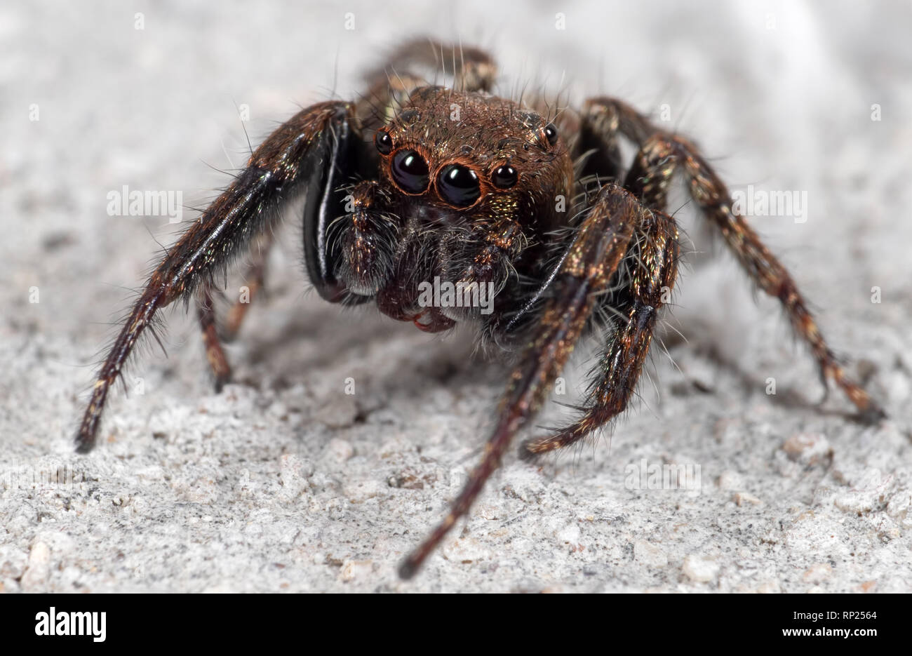 Jumping spider on rock hi-res stock photography and images - Alamy