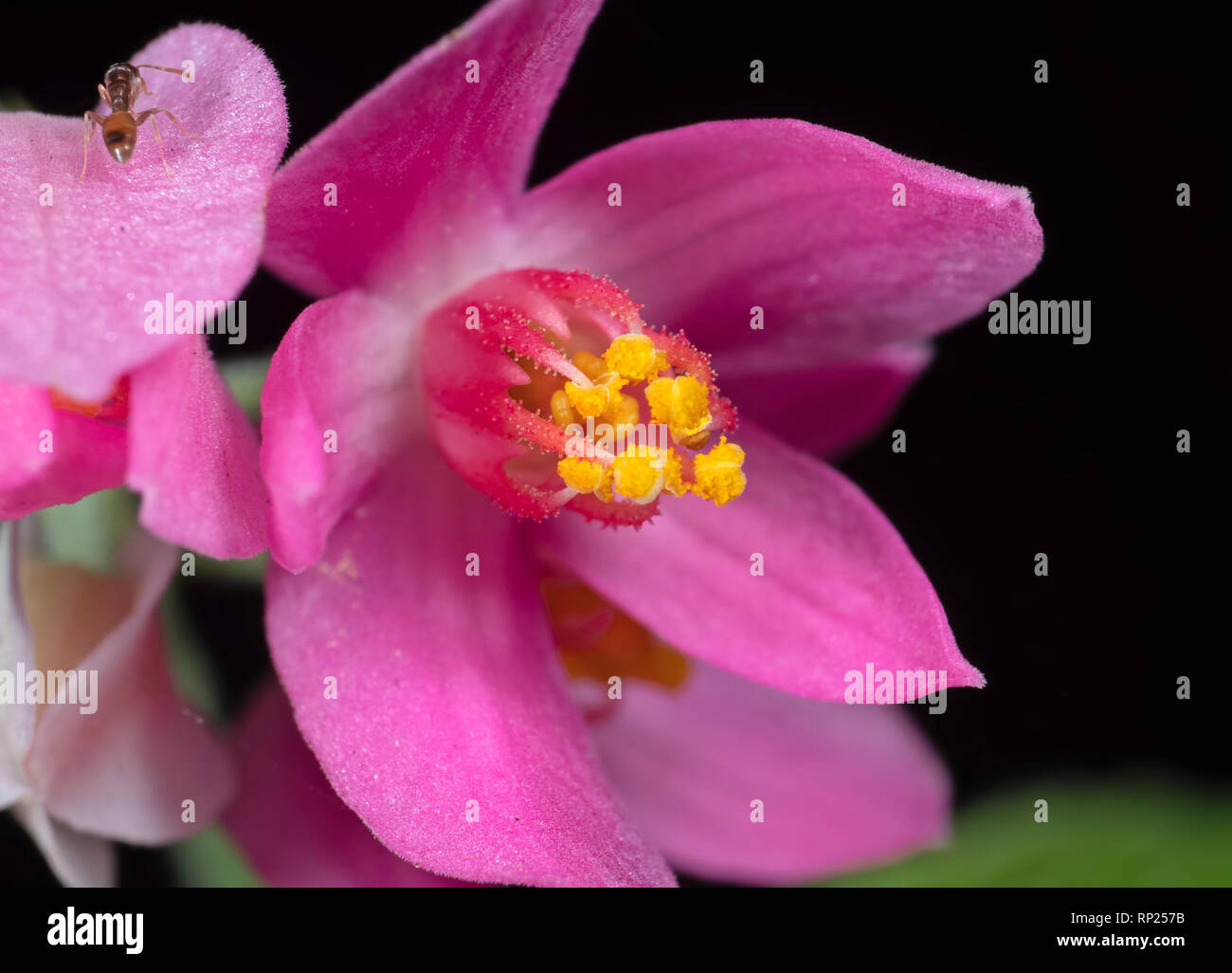 Macro Photography of Pink Flower with Yellow Pollen Isolated on Black ...