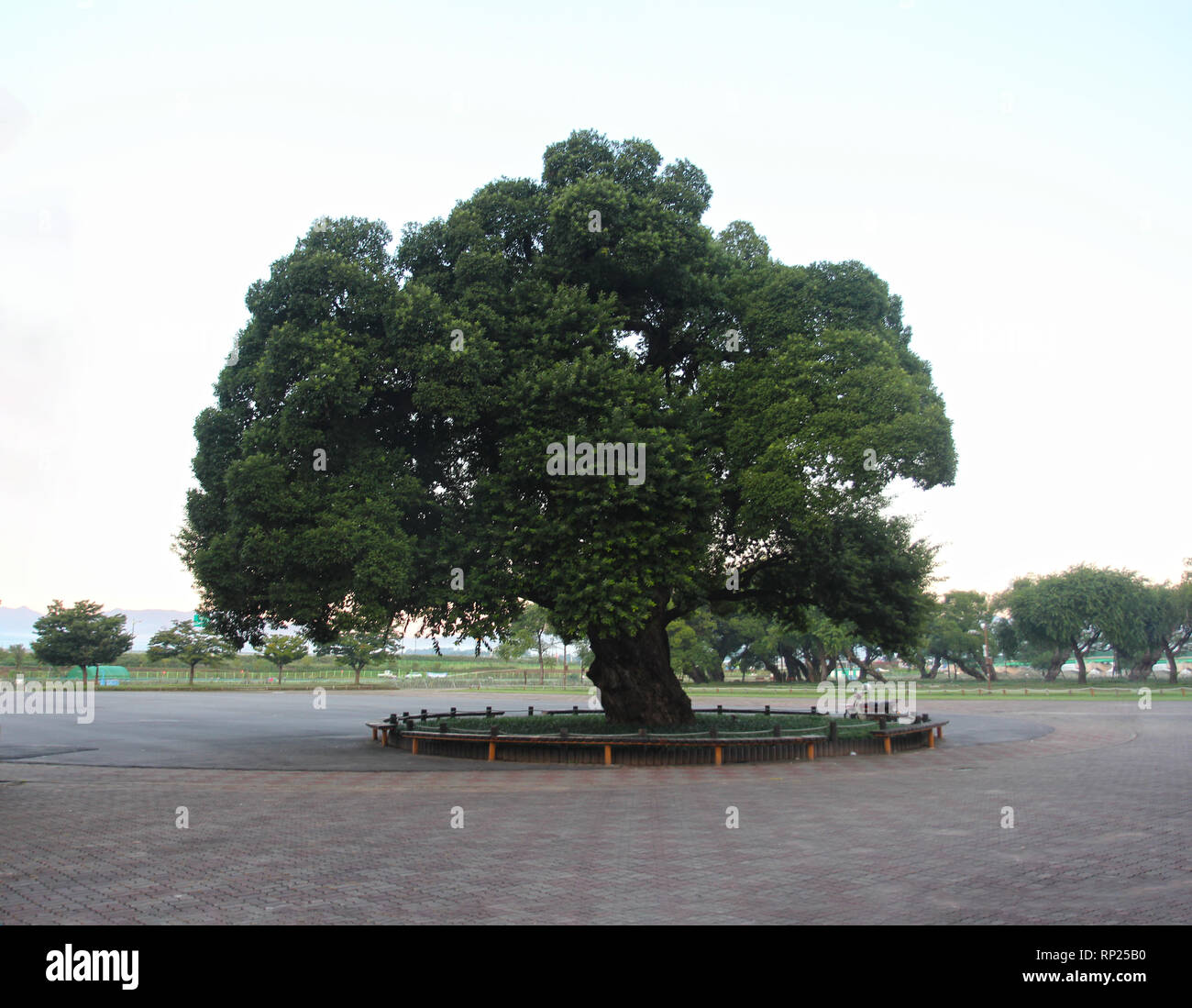 Big Tree in Seokbak Forest, Seongju, Gyeongbuk, South Korea Asia Stock ...