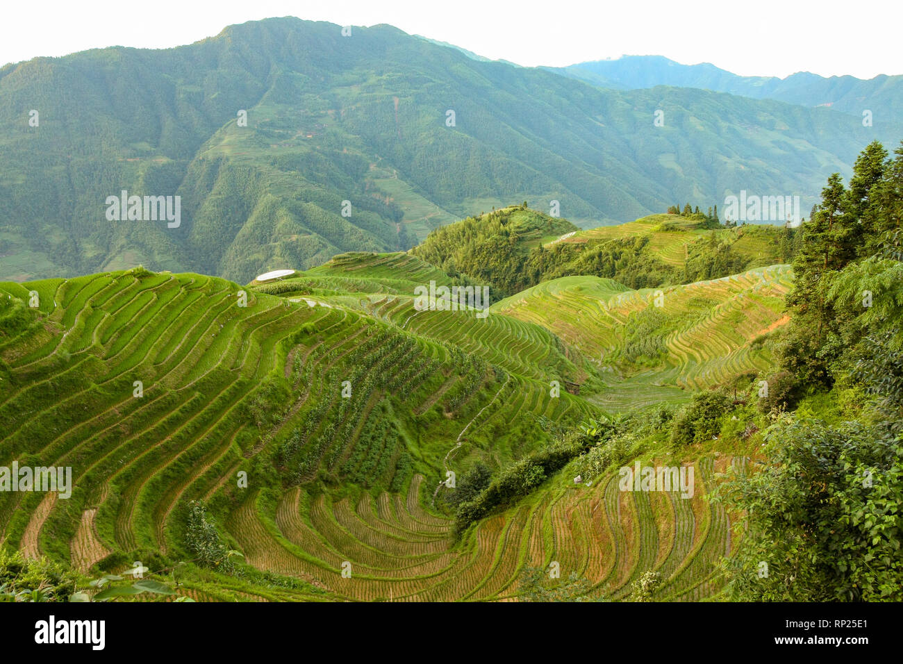 Guilin rice terraces hi-res stock photography and images - Alamy