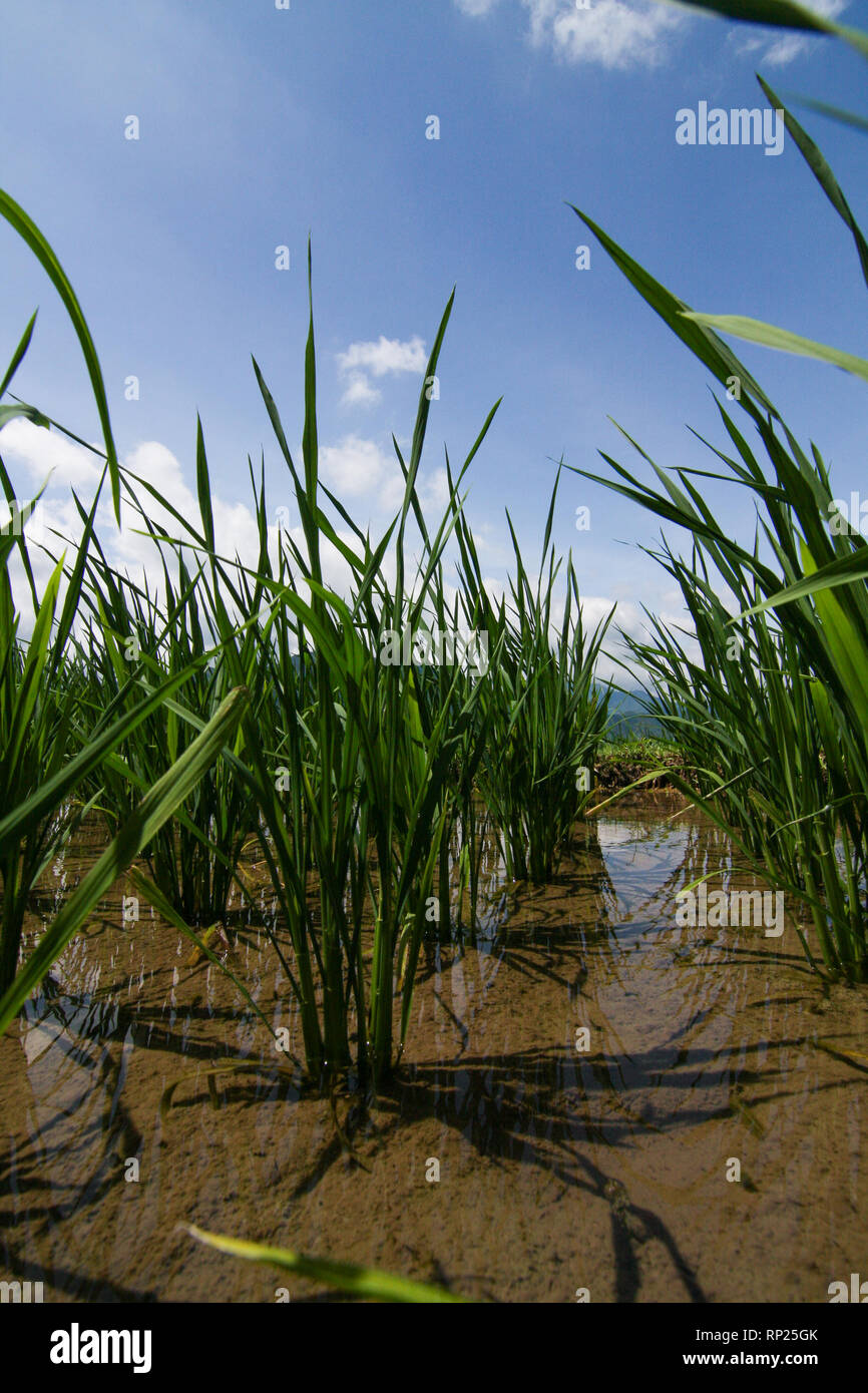 Rice plant close-up in rice field Stock Photo - Alamy