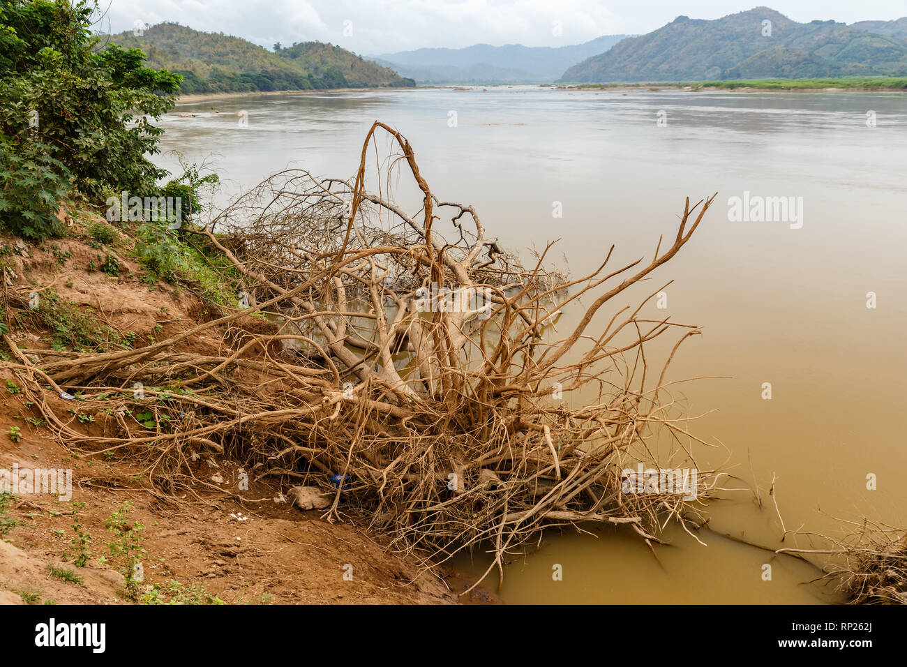 dry tree roots in water near the shore, Mekong river, Laos Stock Photo ...