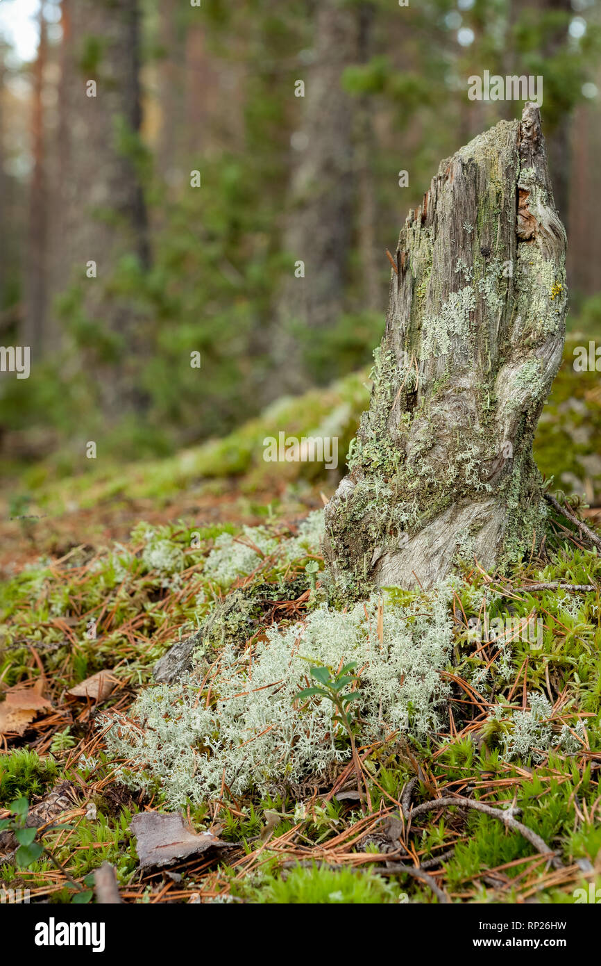 Tree stump decay hi-res stock photography and images - Alamy