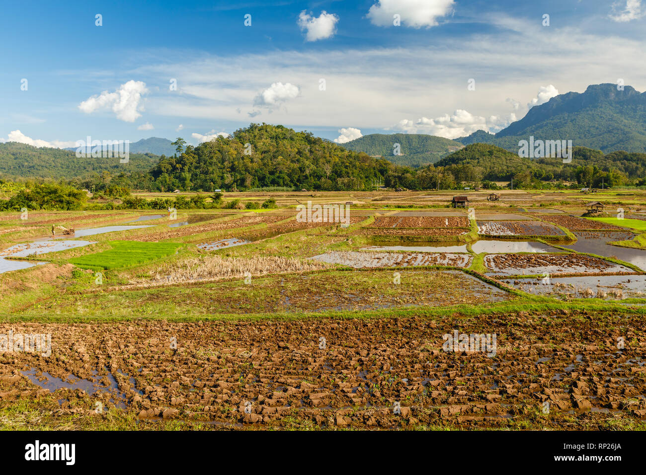 rice fields after harvest, preparing the fields for planting rice ...