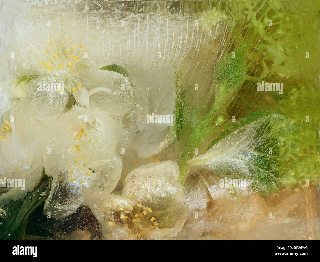 Frozen fresh beautiful flower of jessamine, hydrangea and air bubbles ...