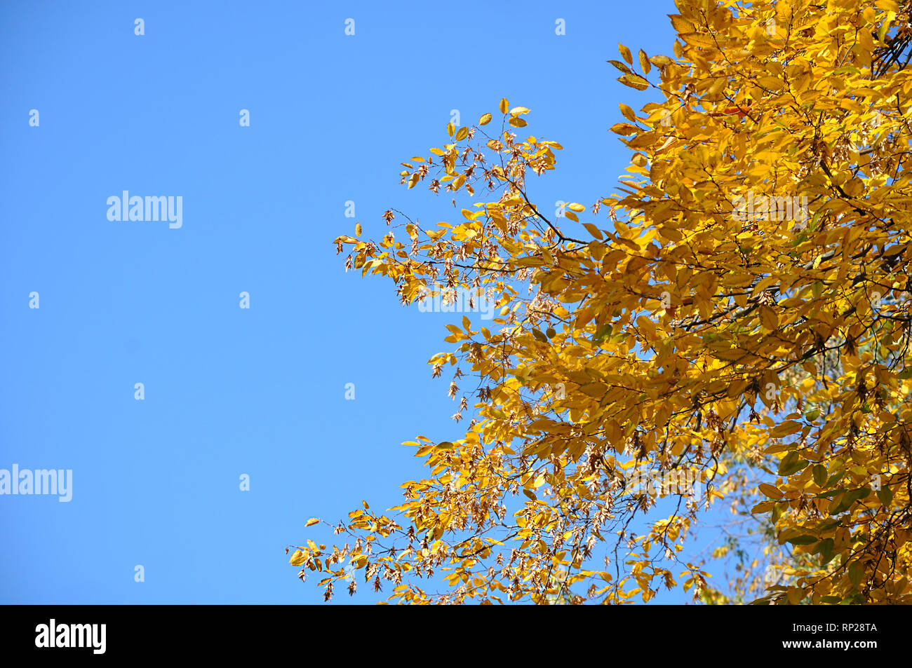 Yellow ash tree hi-res stock photography and images - Alamy
